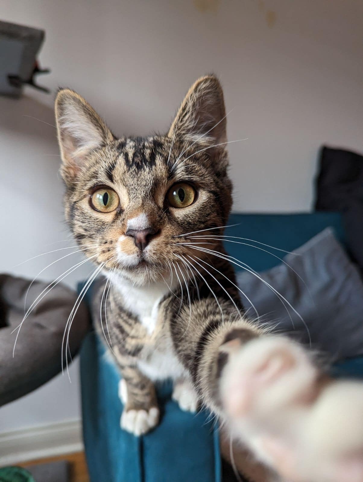 Courtney "Cat" Buoncore - R Street Institute